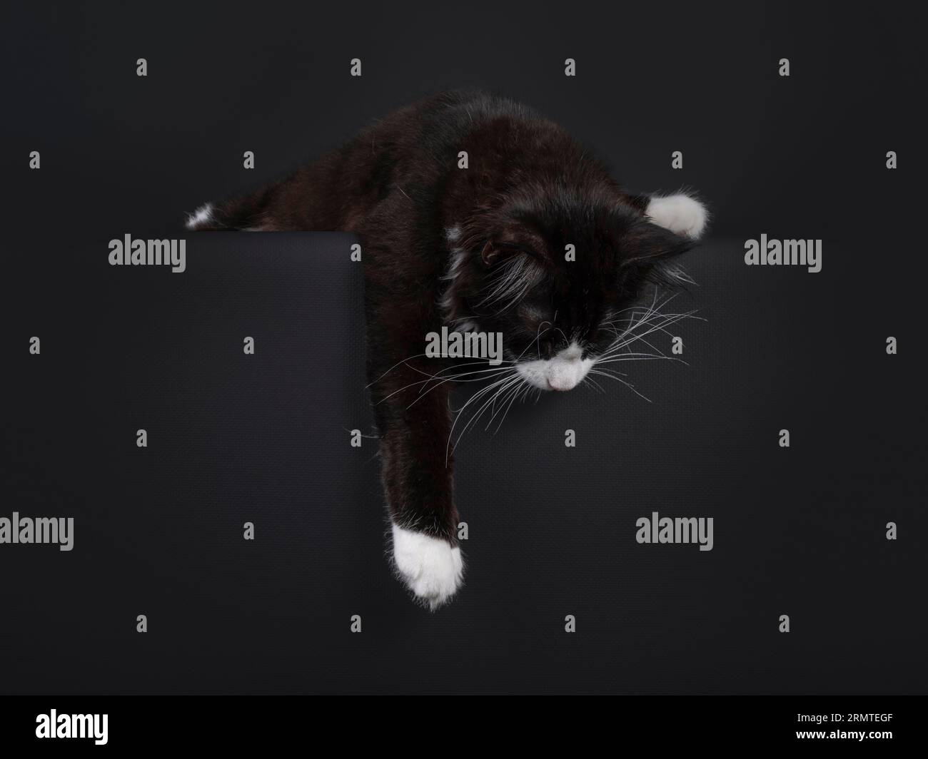 Cute young black and white tuxedo Maine Coon cat kitten, fallen asleep ...