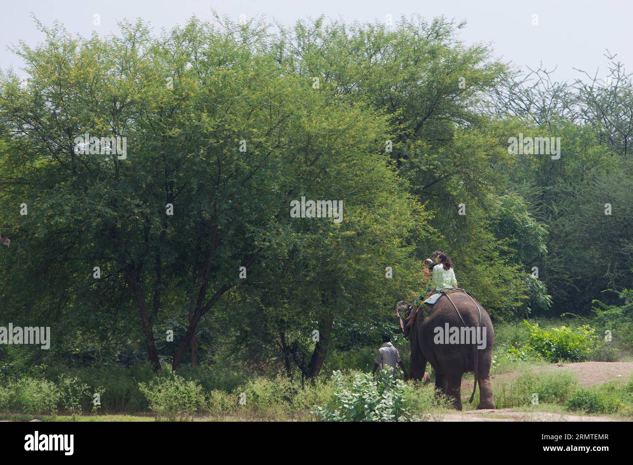 Rajasthan ganesh chaturthi festival hi-res stock photography and images ...