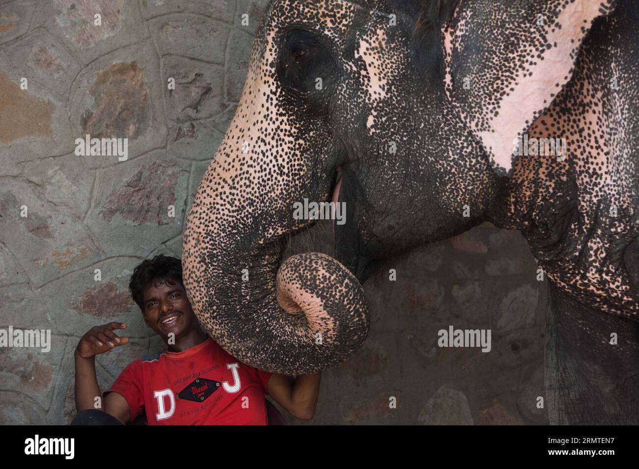 (140901) -- JAIPUR, -- A man plays with an elephant at the elephant ...
