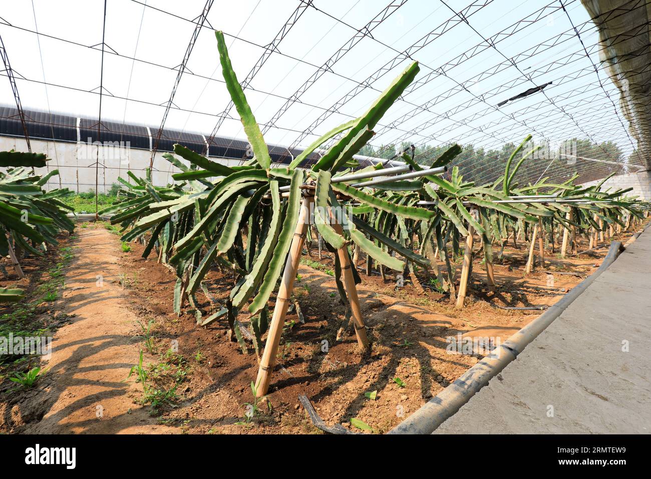Pitaya greenhouse planting greenhouse in the farm Stock Photo - Alamy
