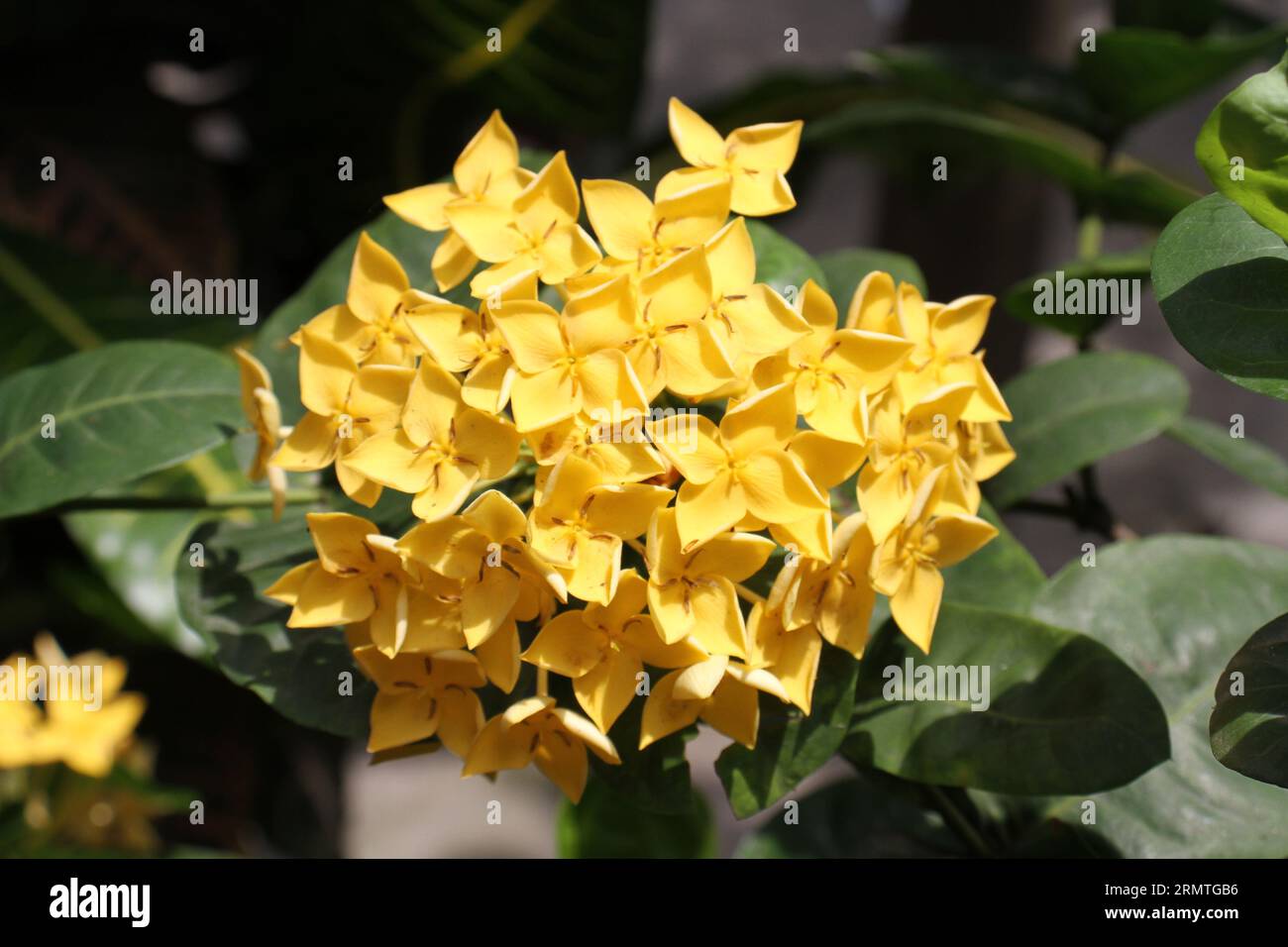 The small yellow flowers in the nature Stock Photo - Alamy