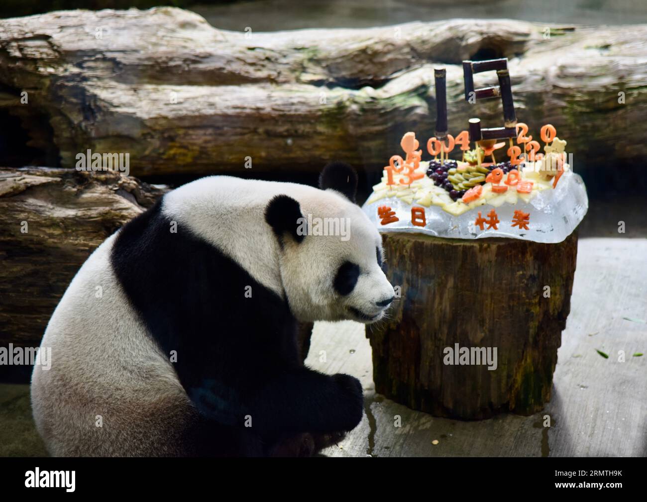 Taipei's Taiwan. 30th Aug, 2023. Giant panda Yuan Yuan enjoys a ...