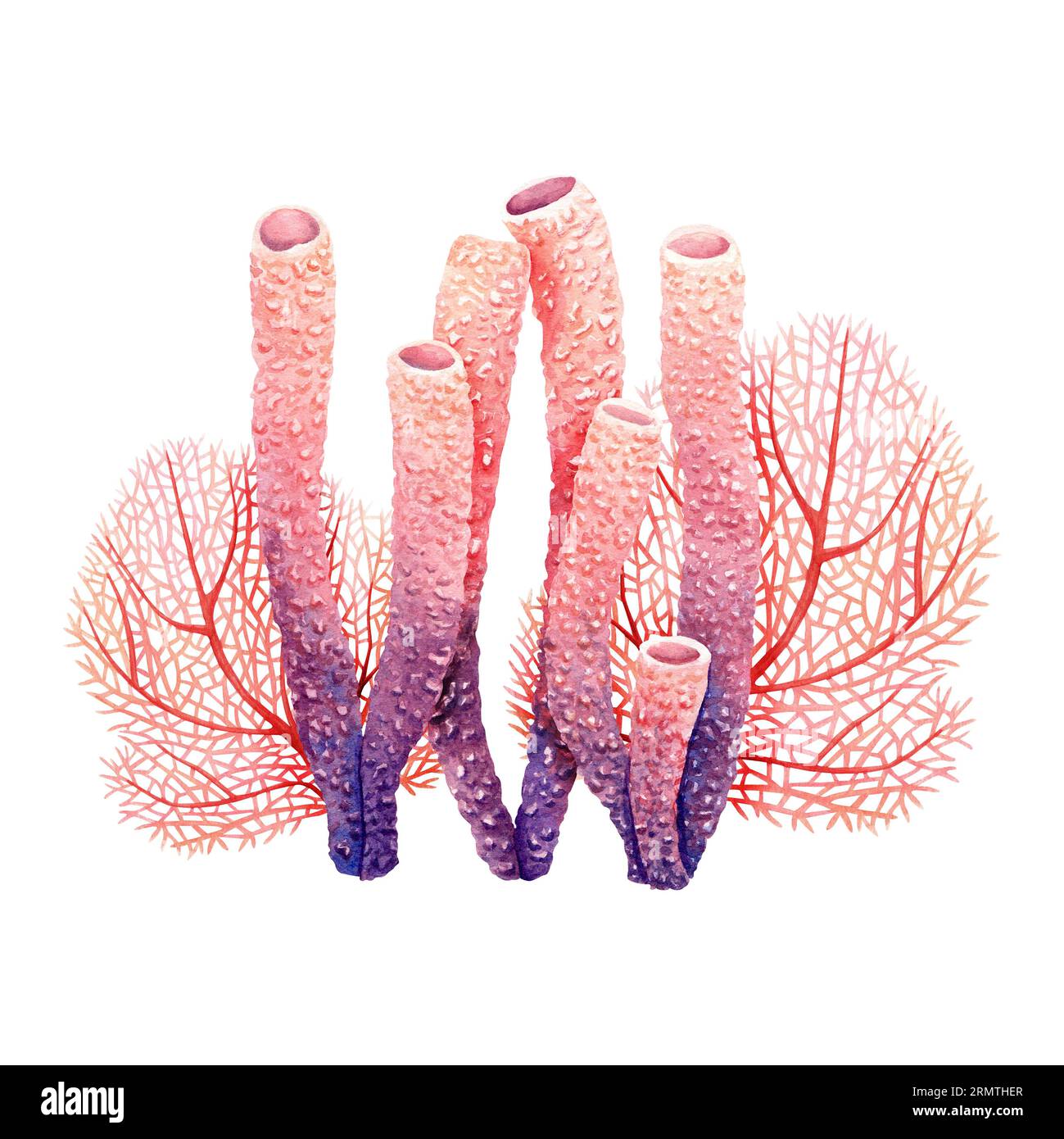 Gorgonian on coral reef Cut Out Stock Images & Pictures - Alamy