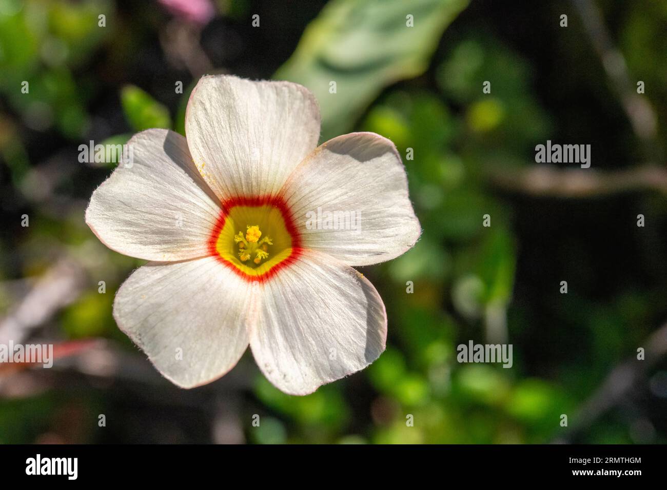 White oxalis flower (Oxalis obtusa Stock Photo - Alamy