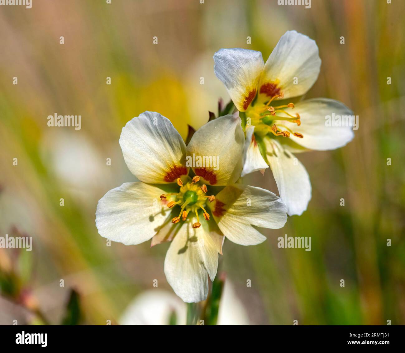 Roepera hi-res stock photography and images - Alamy