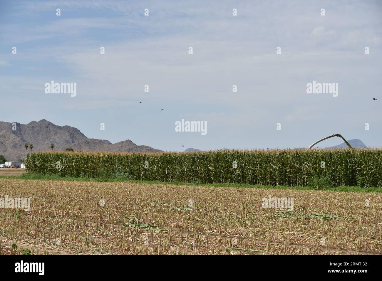 Buckeye, AZ. USA. CLAAS JAGUAR 980 harvester & CRANE TRACTOR harvesting ...