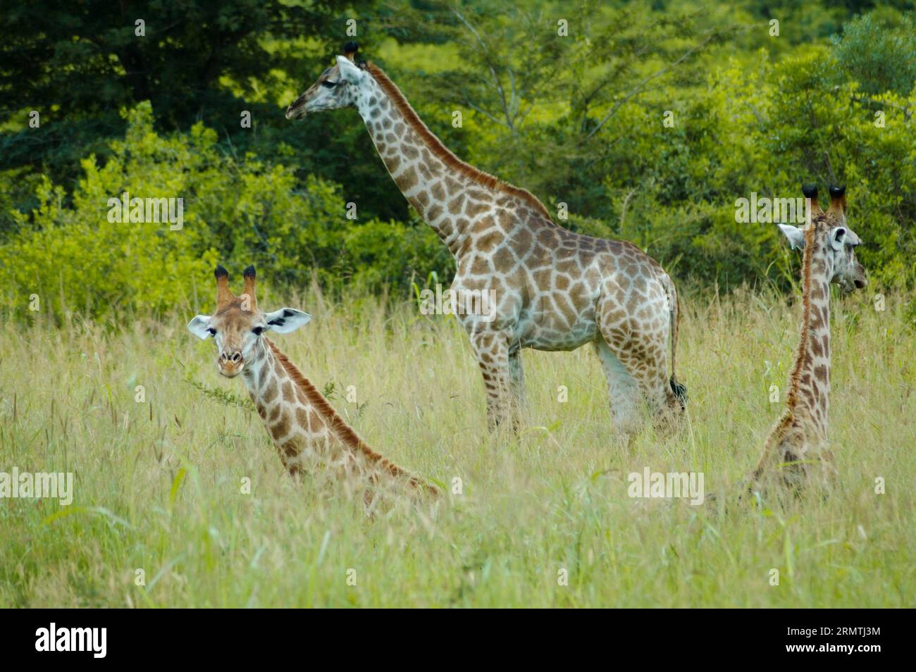 Two giraffe lying in the grass and a third standing behind them Stock ...
