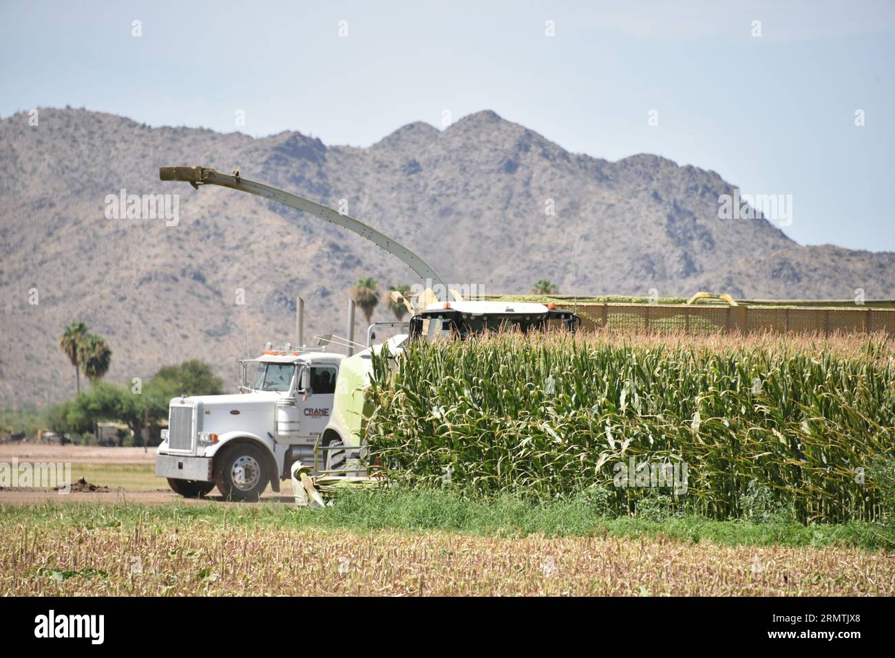 Buckeye, AZ. USA. CLAAS JAGUAR 980 harvester & CRANE TRACTOR harvesting ...