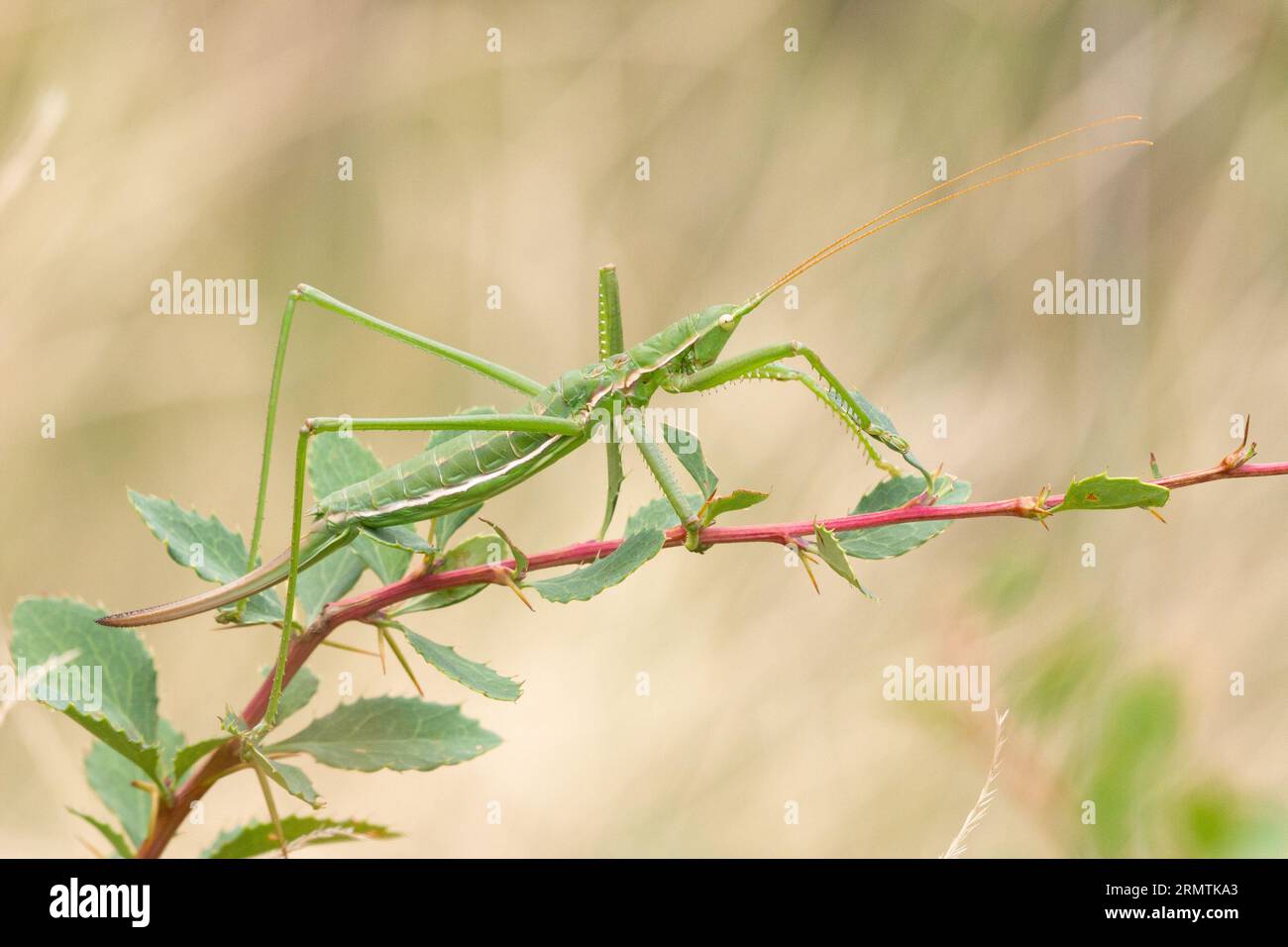 The rare Predatory bush cricket (Saga pedo) from Aosta Valley, IT, a ...
