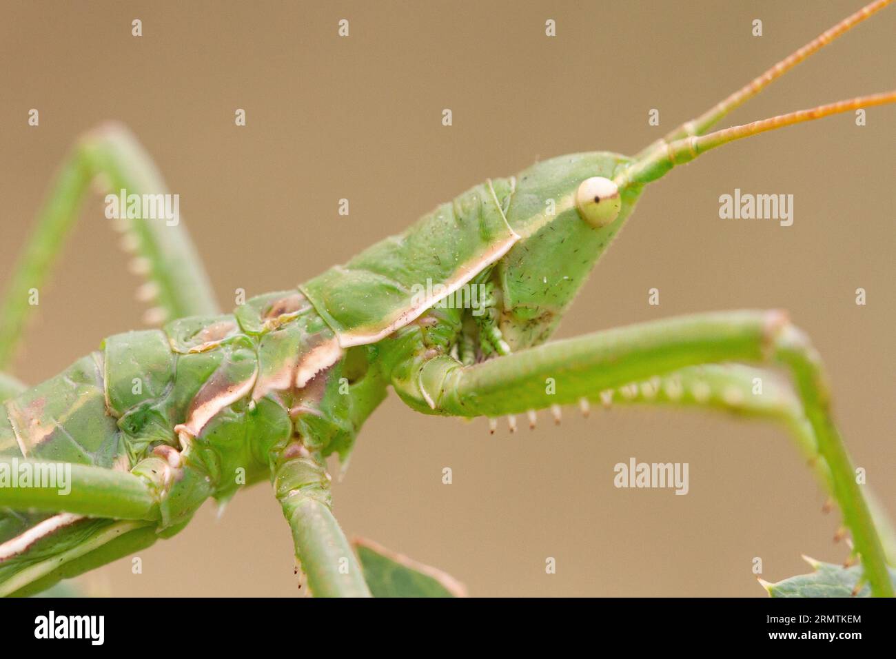 The rare Predatory bush cricket (Saga pedo) from Aosta Valley, IT, a ...