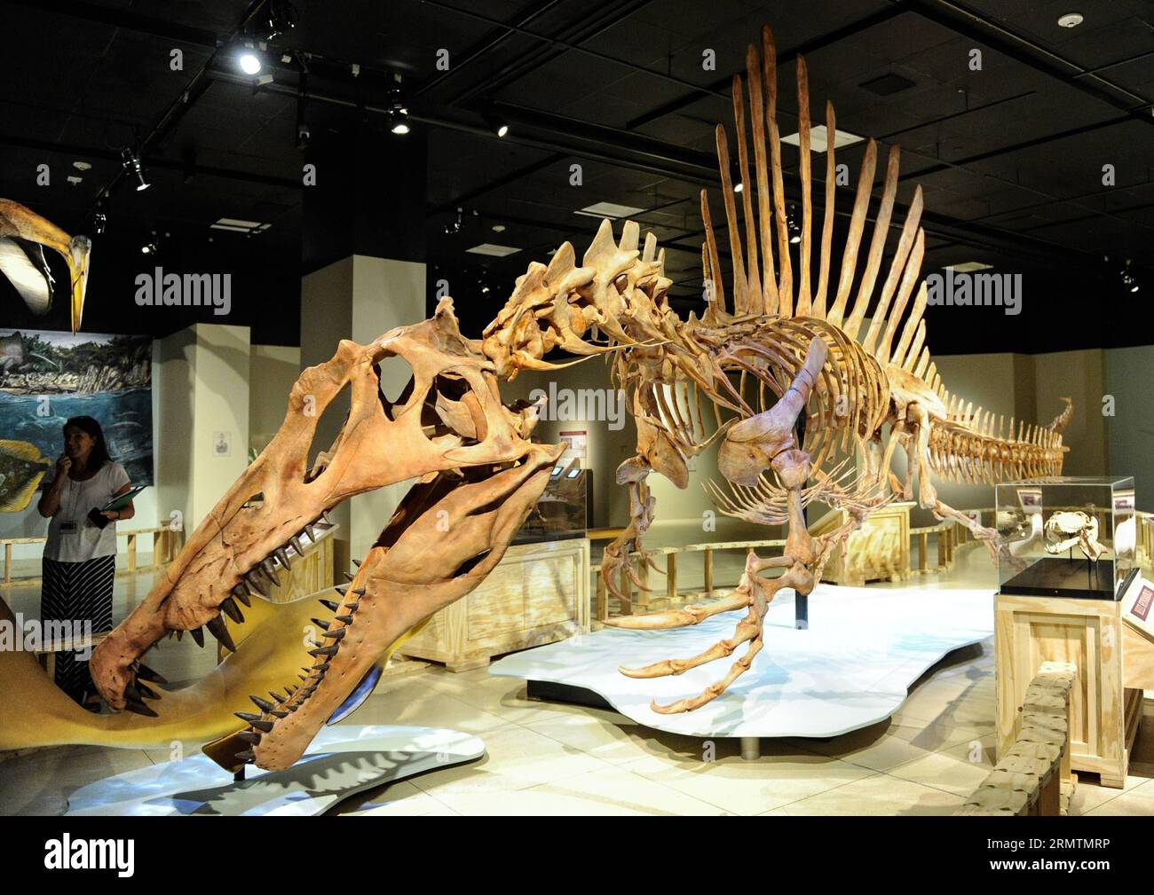(140912) -- WASHINGTON D.C., -- An exhibition Spinosaurus: Lost Giant ...