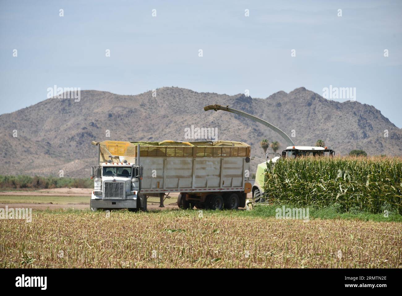 Buckeye, AZ. USA. CLAAS JAGUAR 980 harvester & CRANE TRACTOR harvesting ...