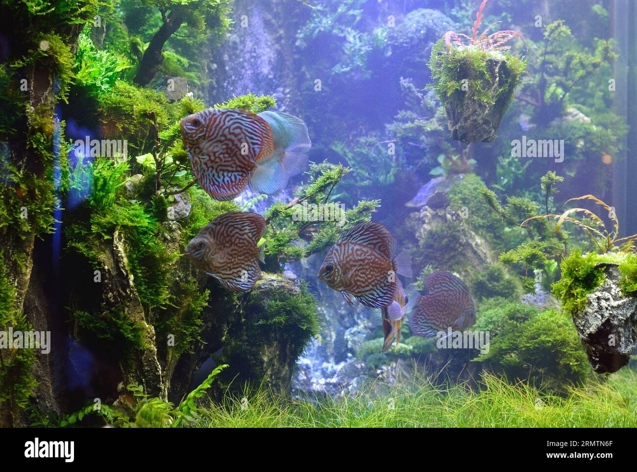 (140912) -- TAIPEI, Sept. 12, 2014 -- Fish are exhibited in a tank at ...