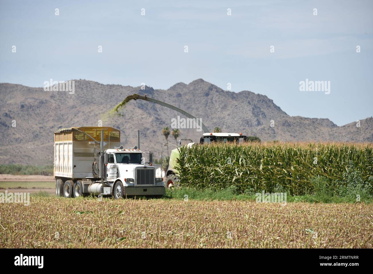 Buckeye, AZ. USA. CLAAS JAGUAR 980 harvester & CRANE TRACTOR harvesting ...