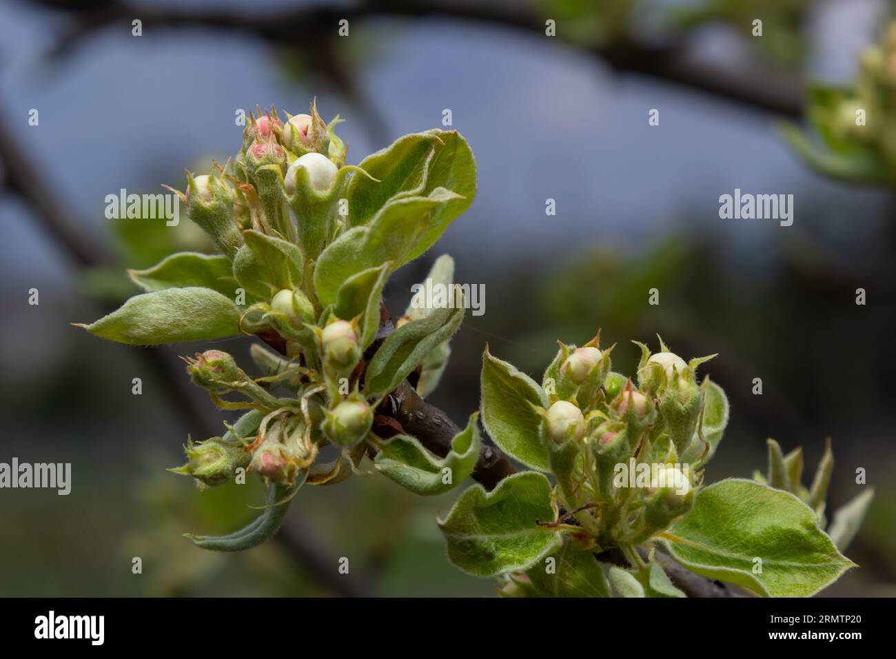 pear flowers. blooming tree in the garden. white delicate flowers and ...