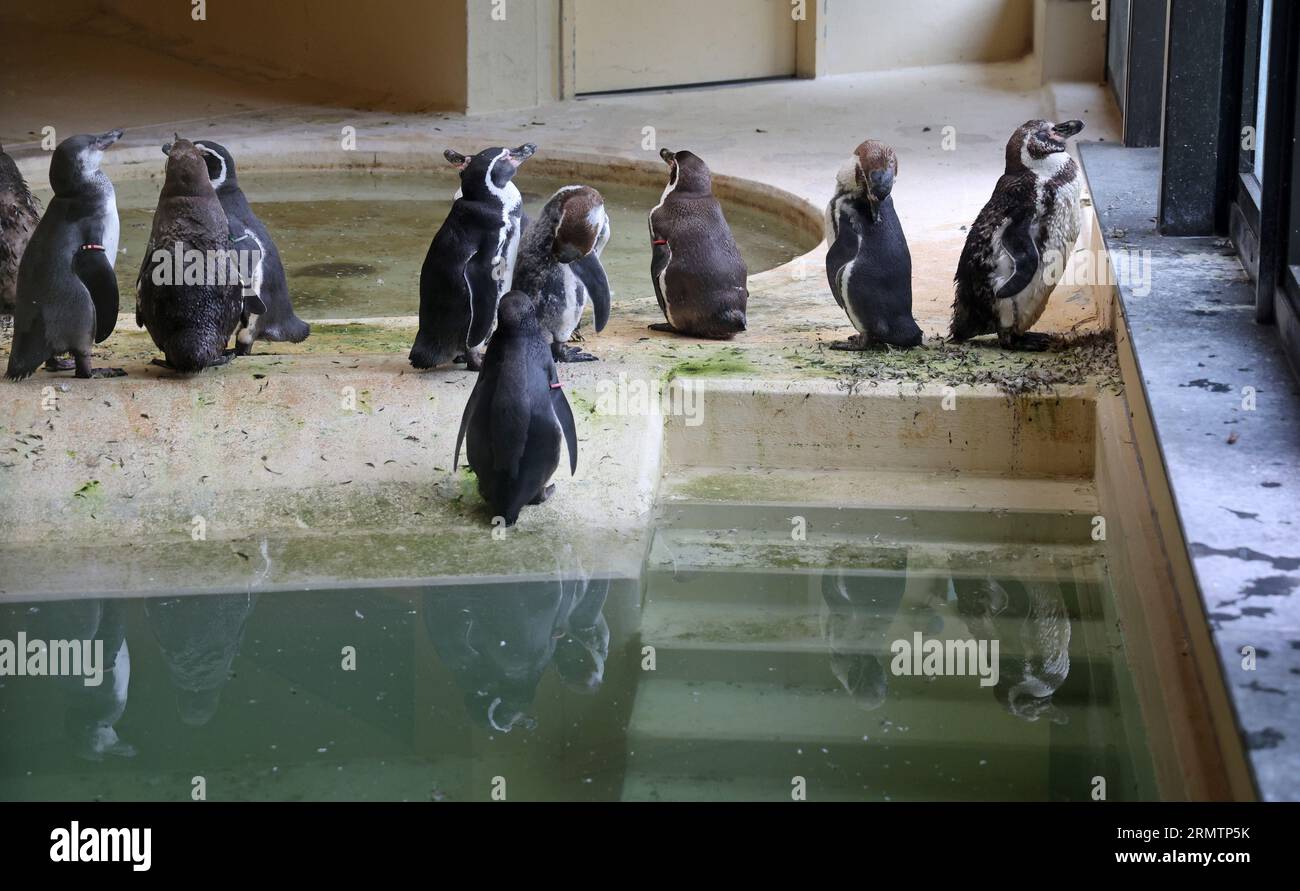 Penguin and fox hi-res stock photography and images - Alamy