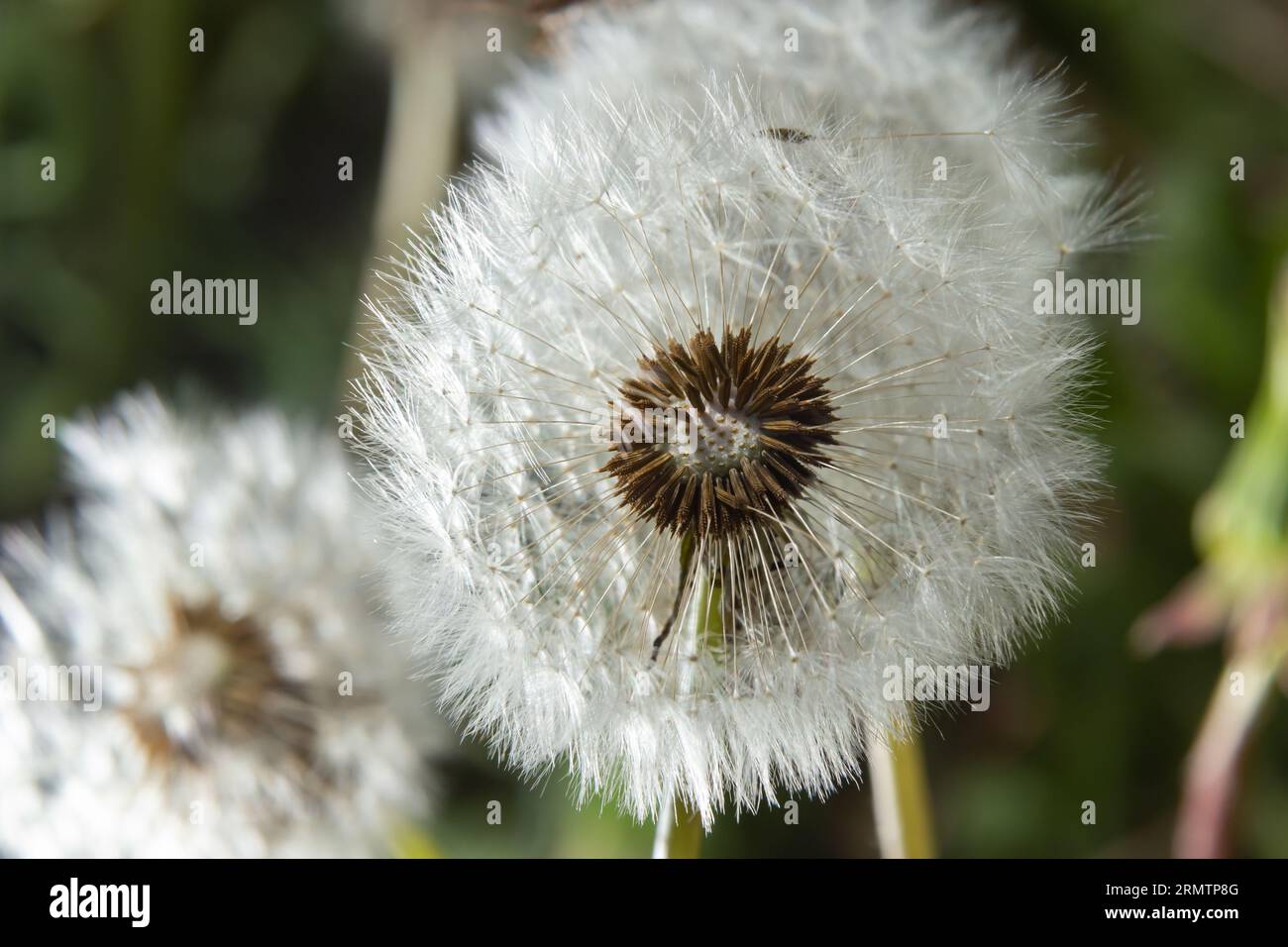 Common dandelion Taraxacum officinale faded flowers looks like snow ...