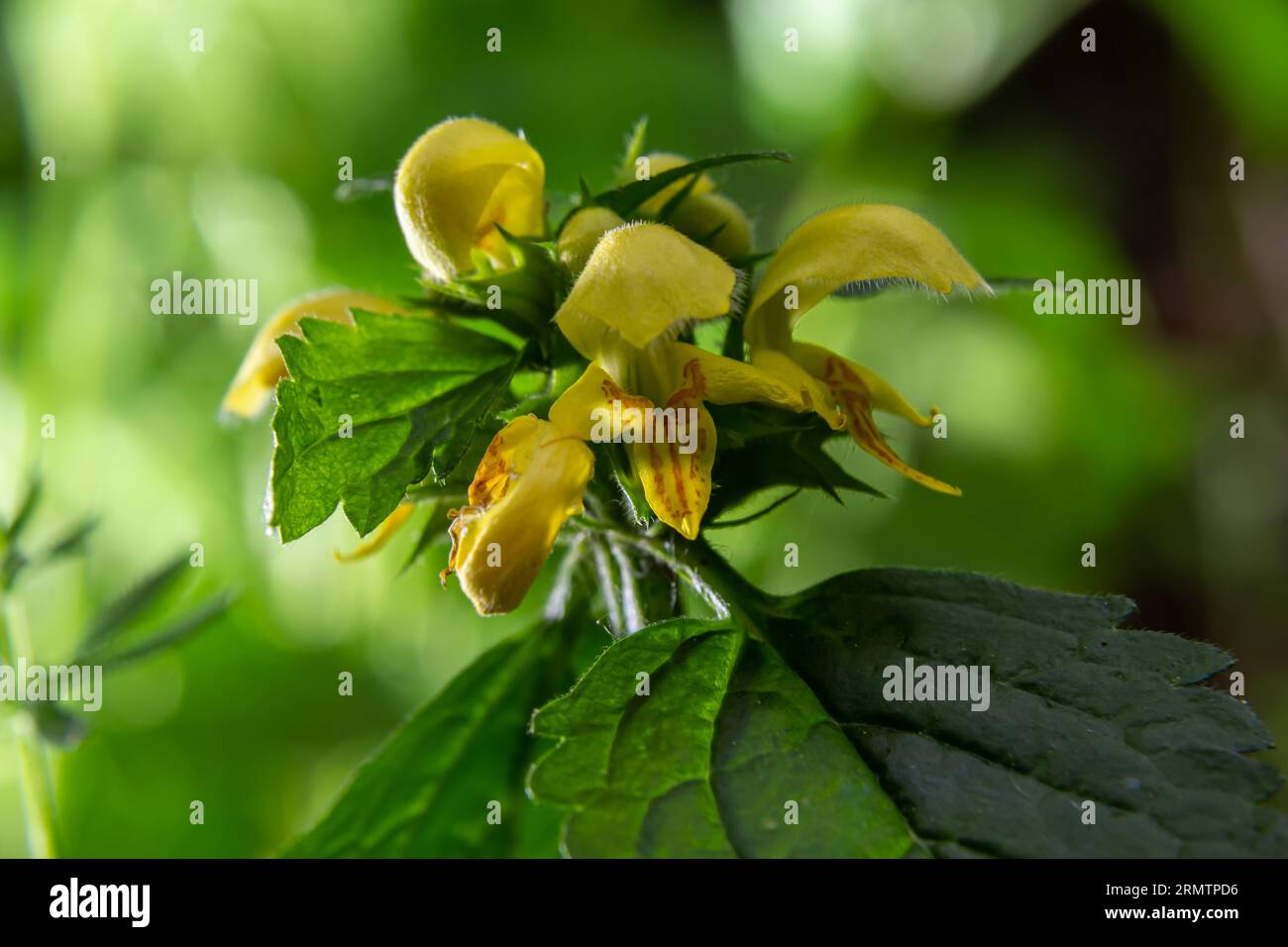 Yellow Archangel, Galeobdolon luteum or Lamium galeobdolon, detail of ...