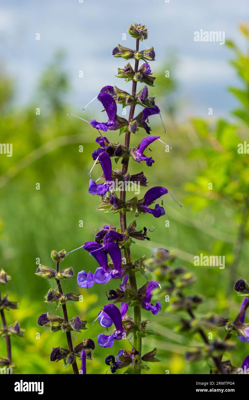 Plant native to europe and western asia hi-res stock photography and ...