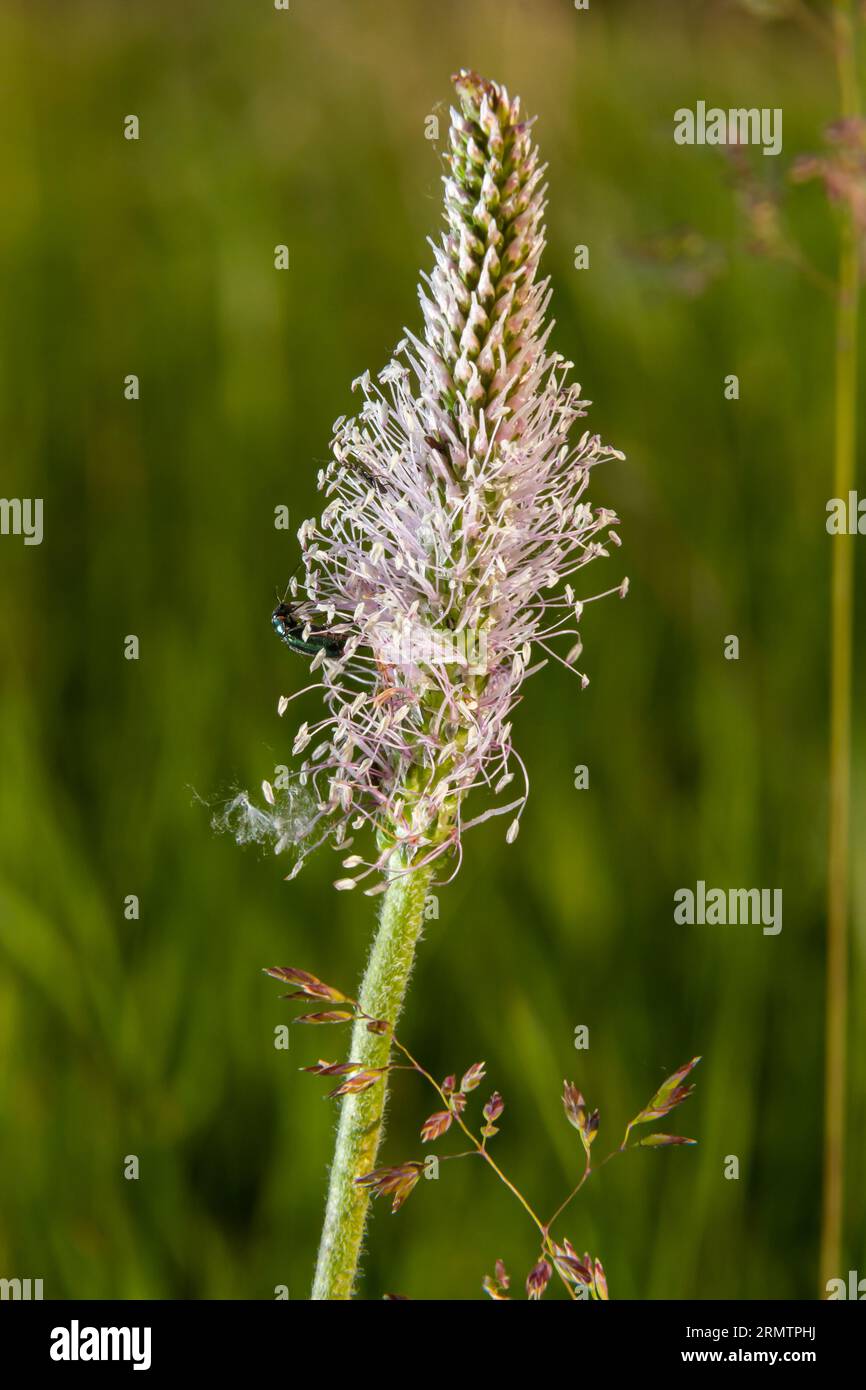 Plantago lanceolata is a species of flowering plant in the plantain ...