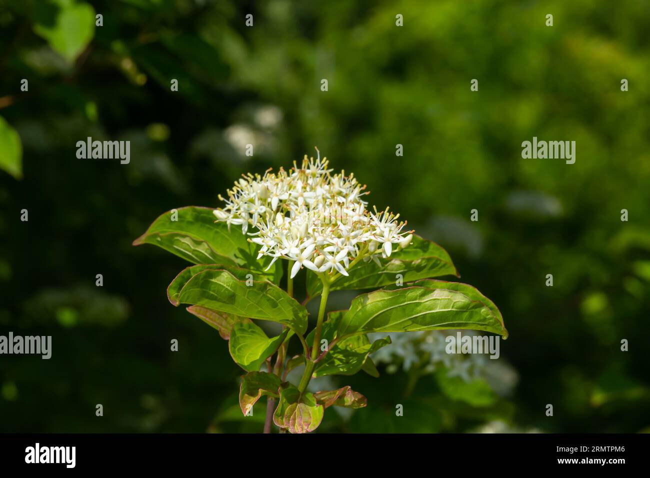Cornus sanguinea - red dogwood plant in flower and full leaf. Cornus ...