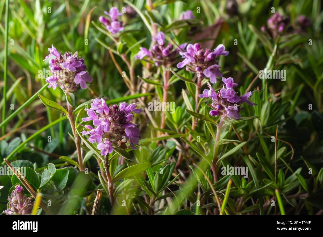 The macrophoto of herb Thymus serpyllum, Breckland thyme. Breckland ...