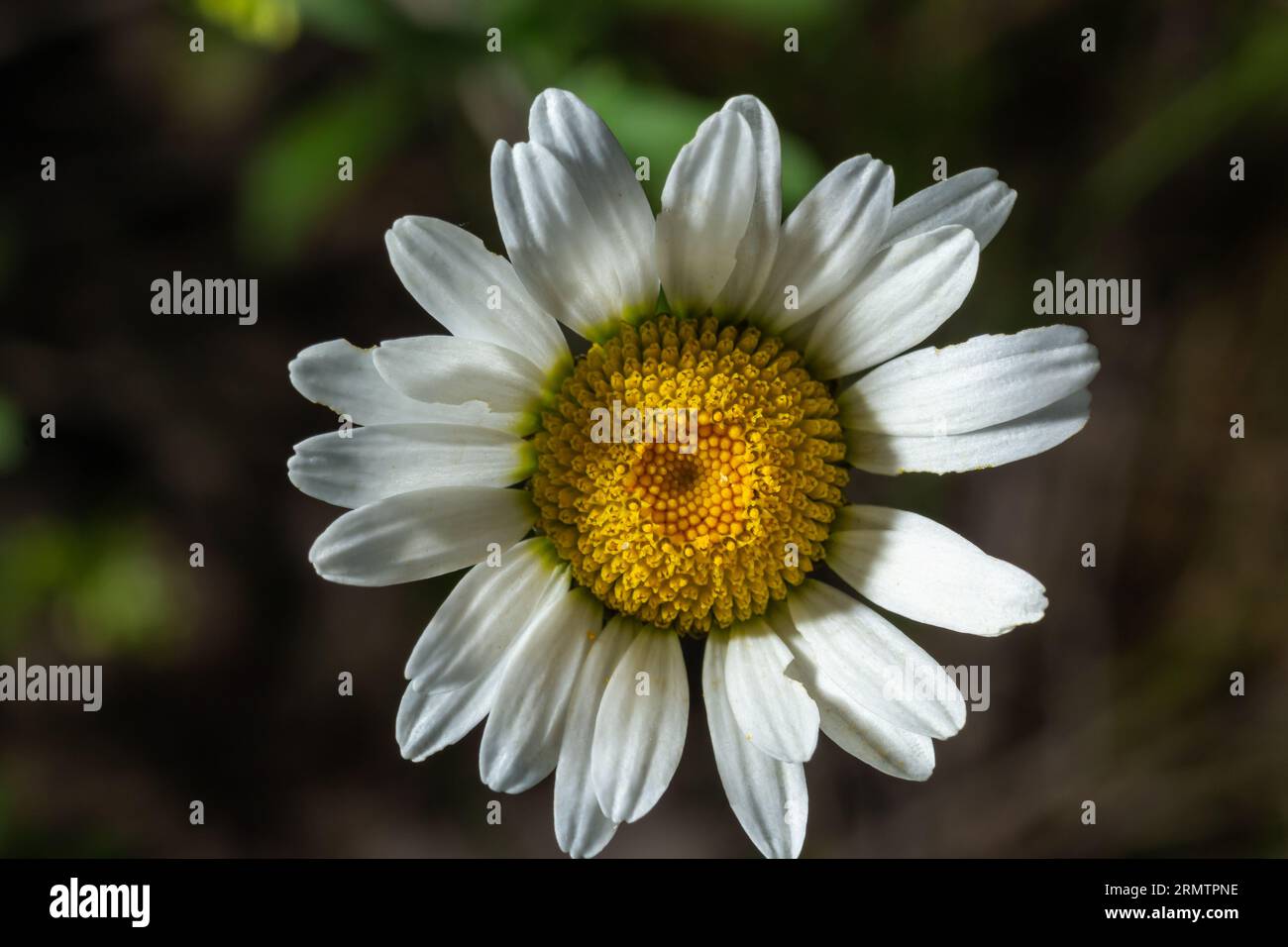 close up photo of Oxeye Daisy, Leucanthemum vulgare, also called giant ...