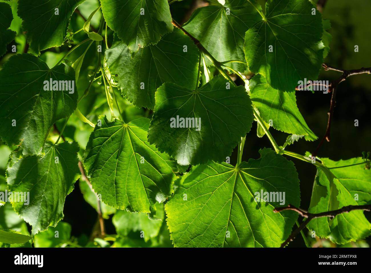 Linden growth hi-res stock photography and images - Alamy