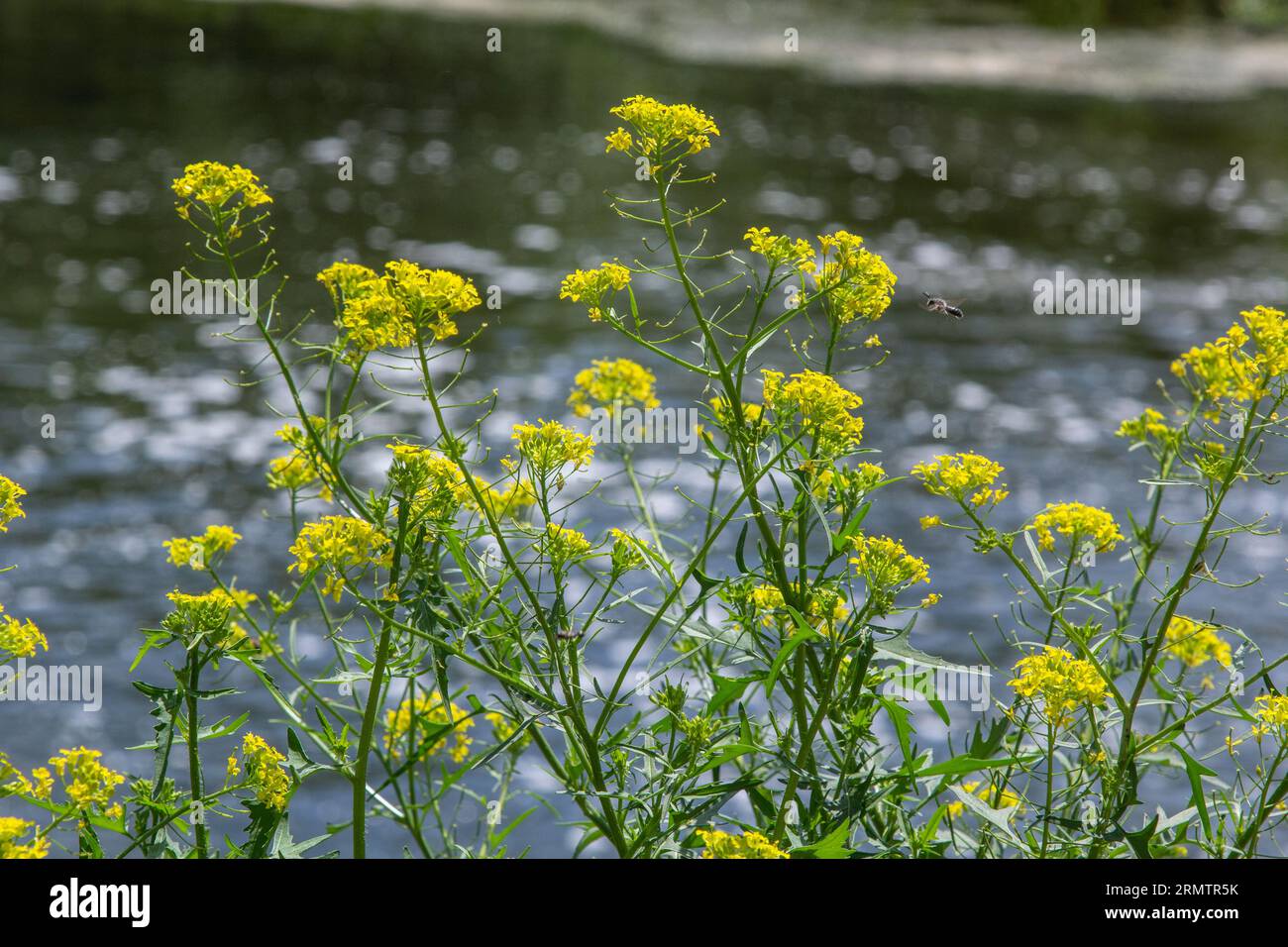the Close up of Wintercress Barbarea vulgaris Brassicaceae. Selective ...