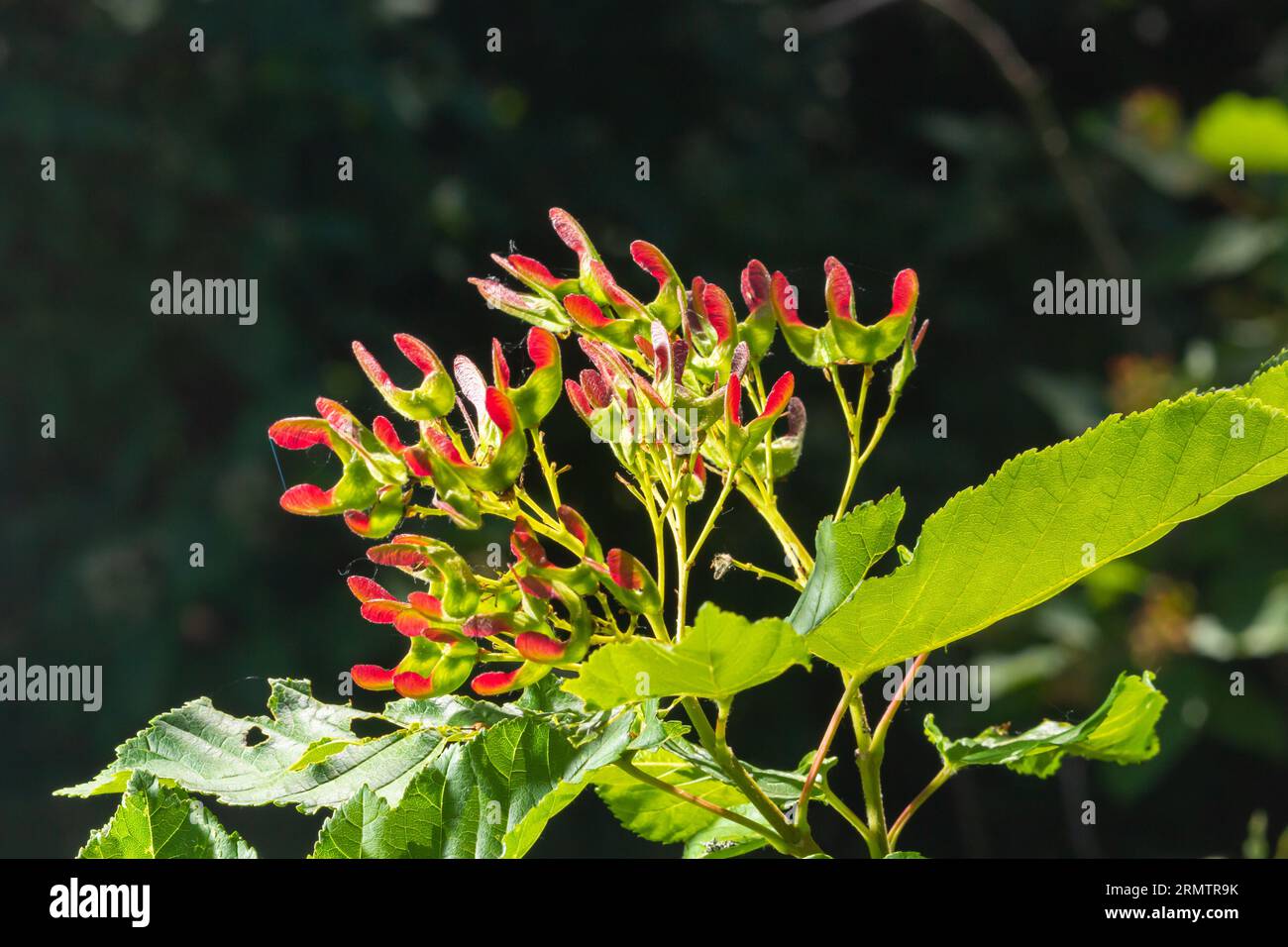 A close up of reddish-pink maturing fruits of Acer tataricum subsp ...