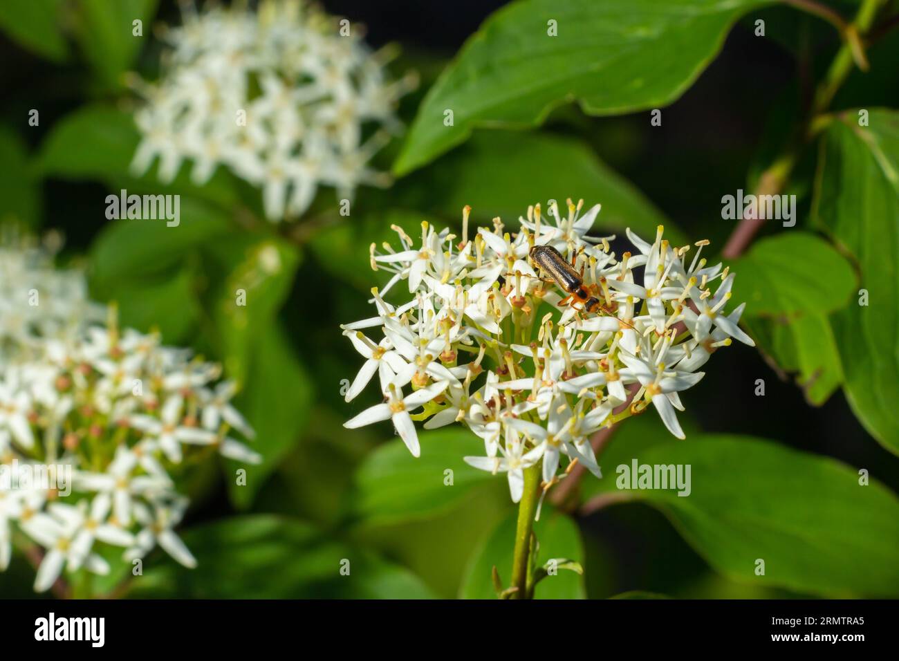 Cornus sanguinea - red dogwood plant in flower and full leaf. Cornus ...