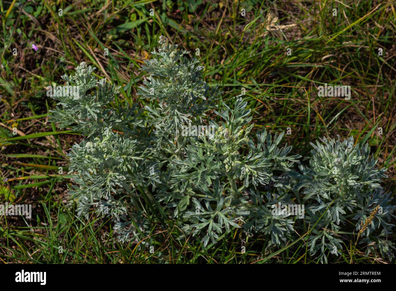 Wormwood, Artemisia absinthium, perennial herb of silvery color, with a ...