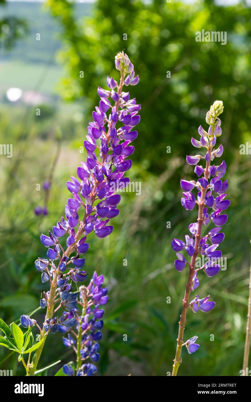 Fodder plants hi-res stock photography and images - Alamy