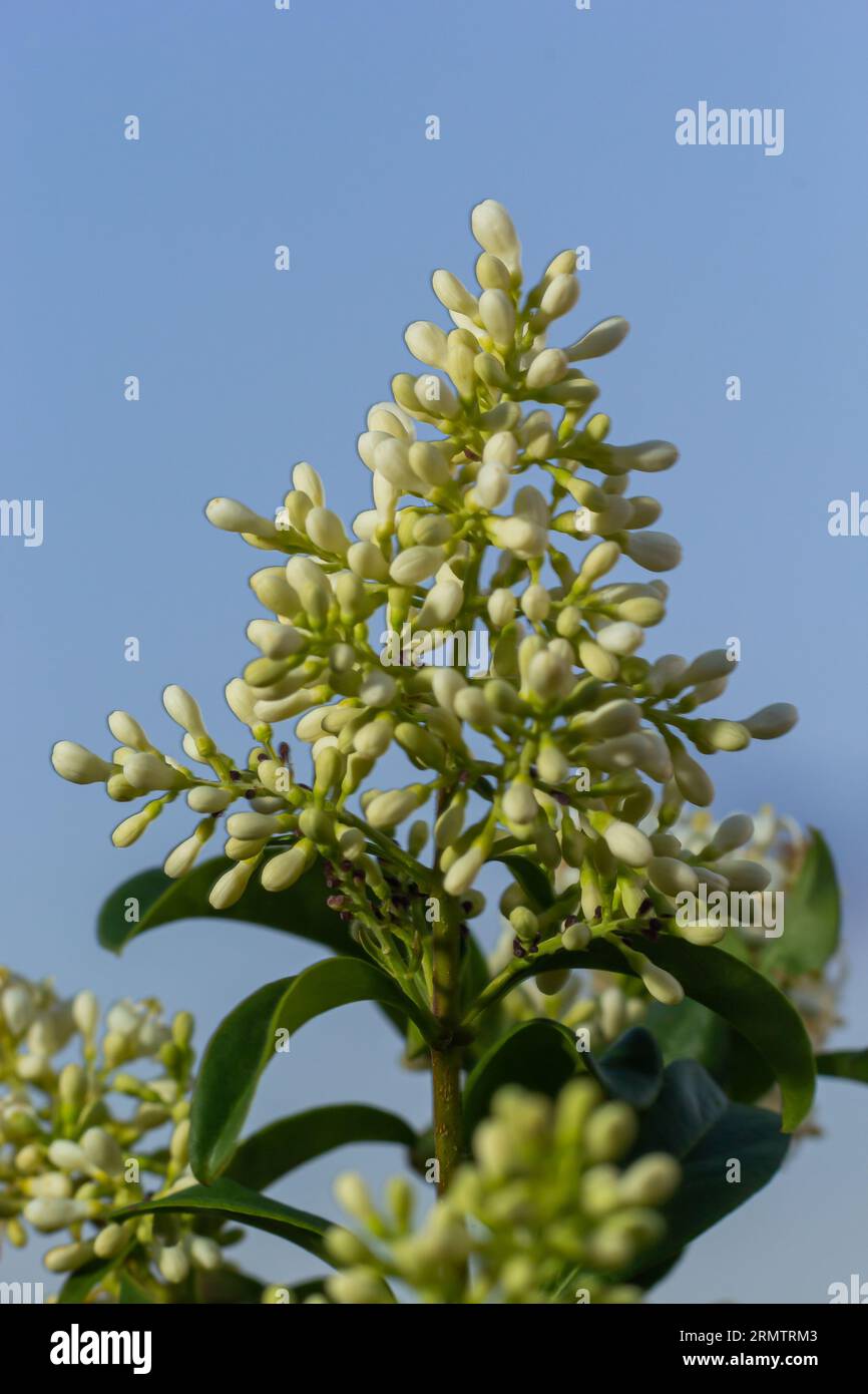 Ligustrum vulgare wild european privet white flowering plant, group of ...