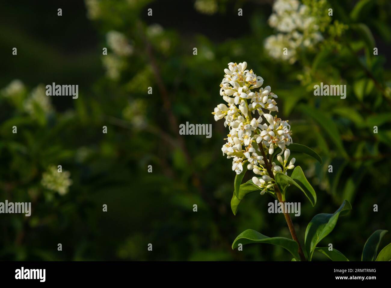 Ligustrum vulgare wild european privet white flowering plant, group of ...
