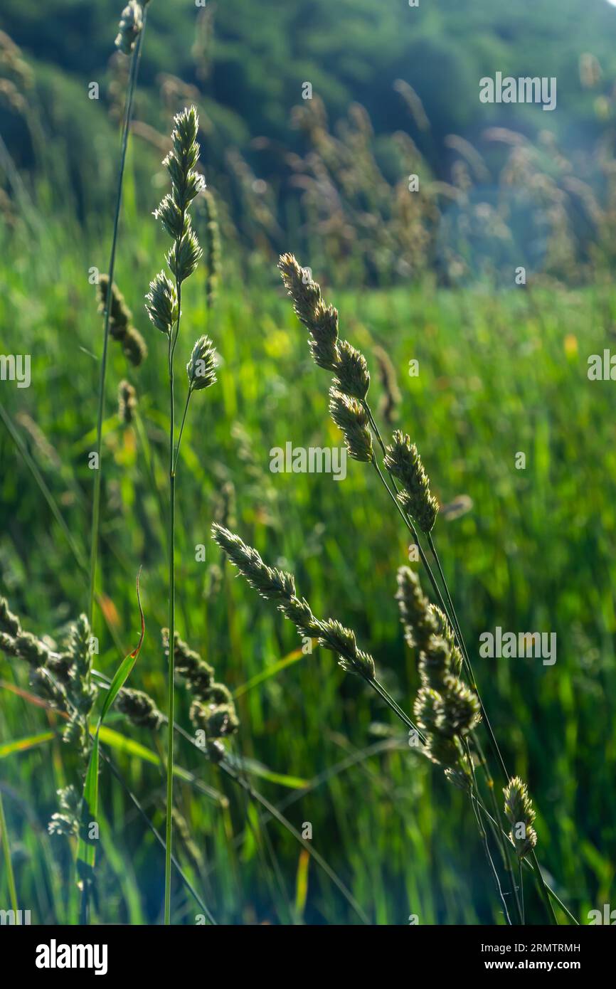 Wild grasses against sunset in springtime in front of north atlantic ...