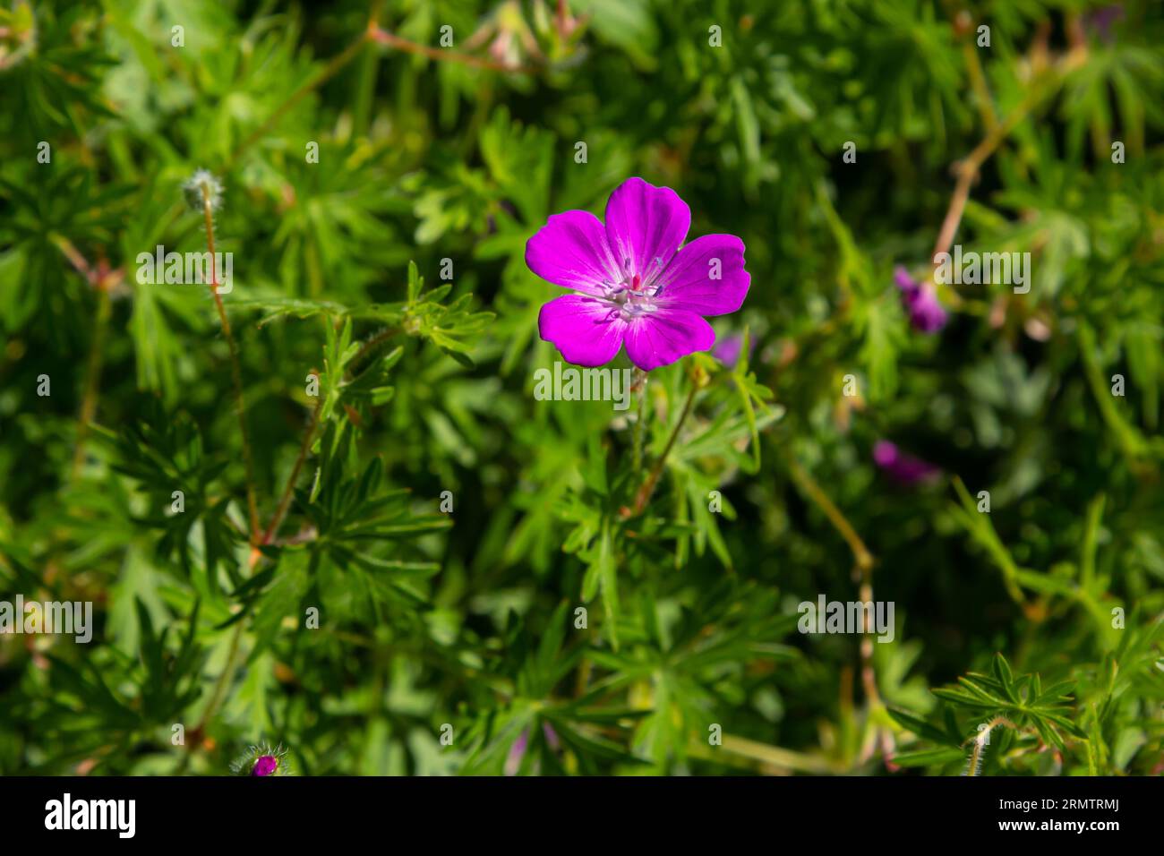 Purple flowers of Wild Geranium maculatum close up. Spring nature ...