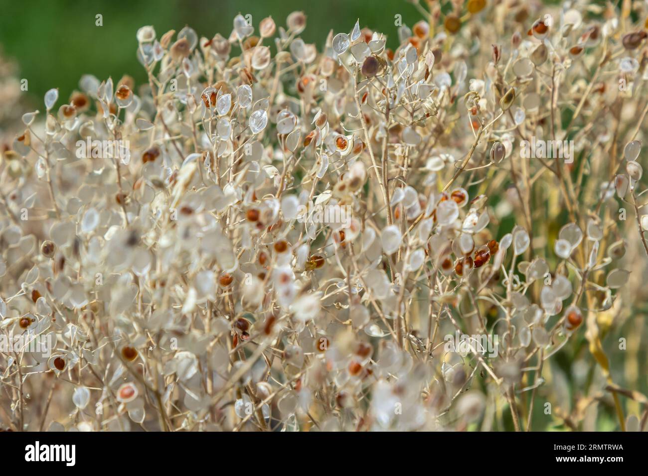 Close up texture of drying grain standing in a field, warm light, stems ...