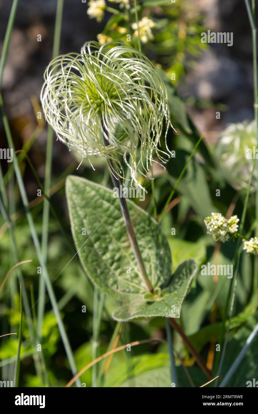 Group of seeds on stems Sugarbowls Leatherflowers in alpine field Stock ...