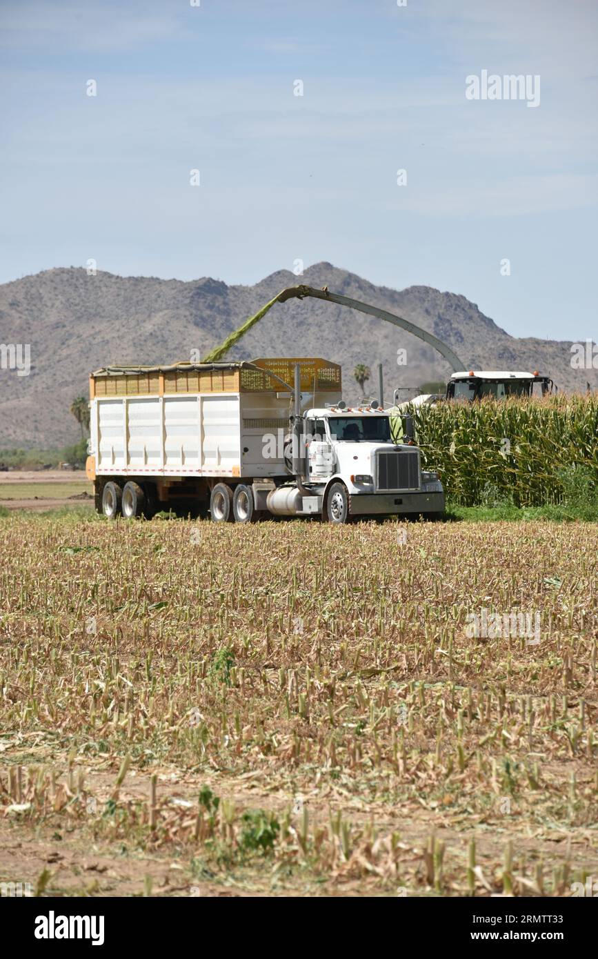 Buckeye, AZ. USA. CLAAS JAGUAR 980 harvester & CRANE TRACTOR harvesting ...