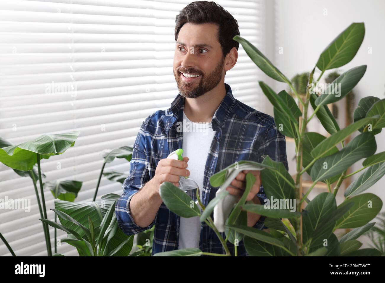 Man spraying beautiful potted houseplants with water indoors Stock ...