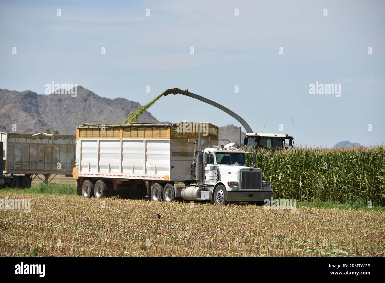 Buckeye, AZ. USA. CLAAS JAGUAR 980 harvester & CRANE TRACTOR harvesting ...