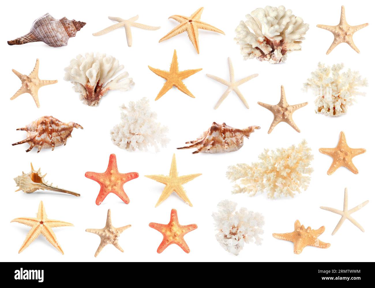 Set with sea stars, shells and corals isolated on white Stock Photo - Alamy