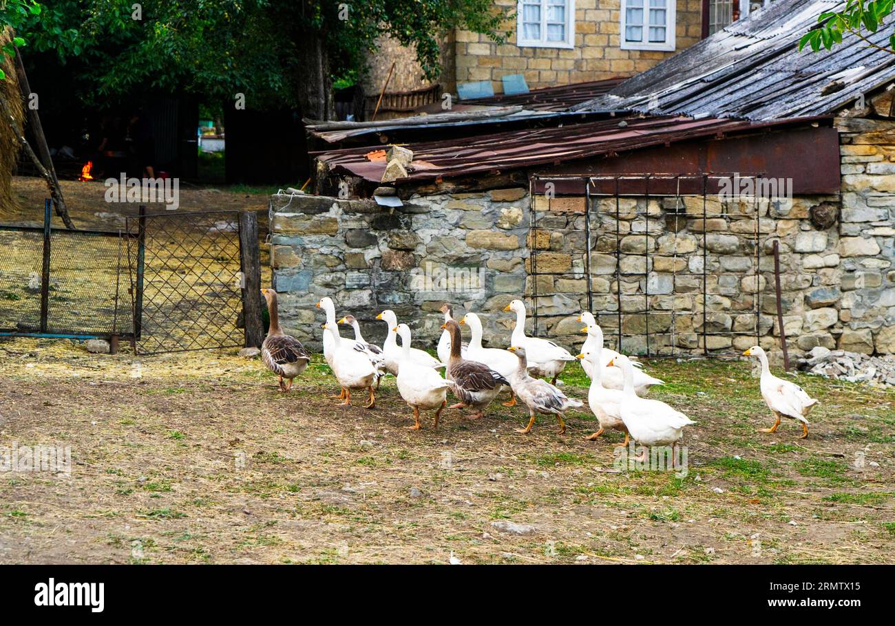 Group of white domestic geese and ducks on the poultry farm Stock Photo ...