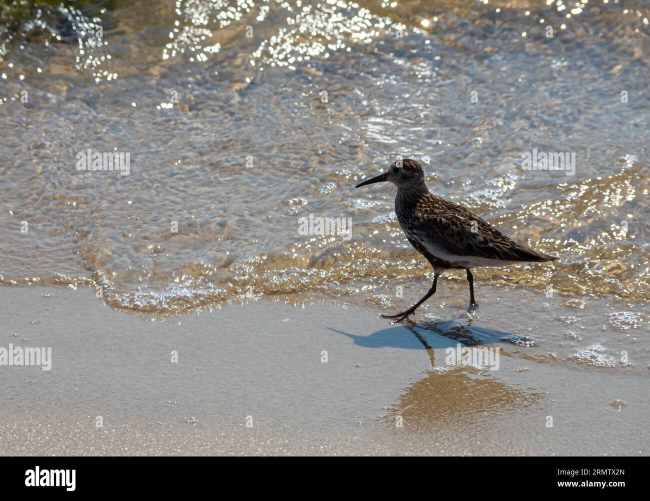 A Dunlin is walking on the beach. Also known as a Red-backed Sandpiper ...