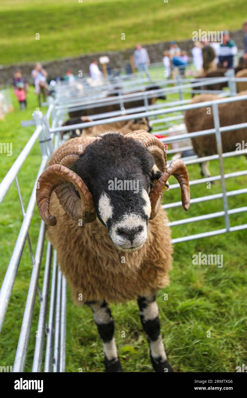 Reeth Show 2023, North Yorkshire Stock Photo - Alamy