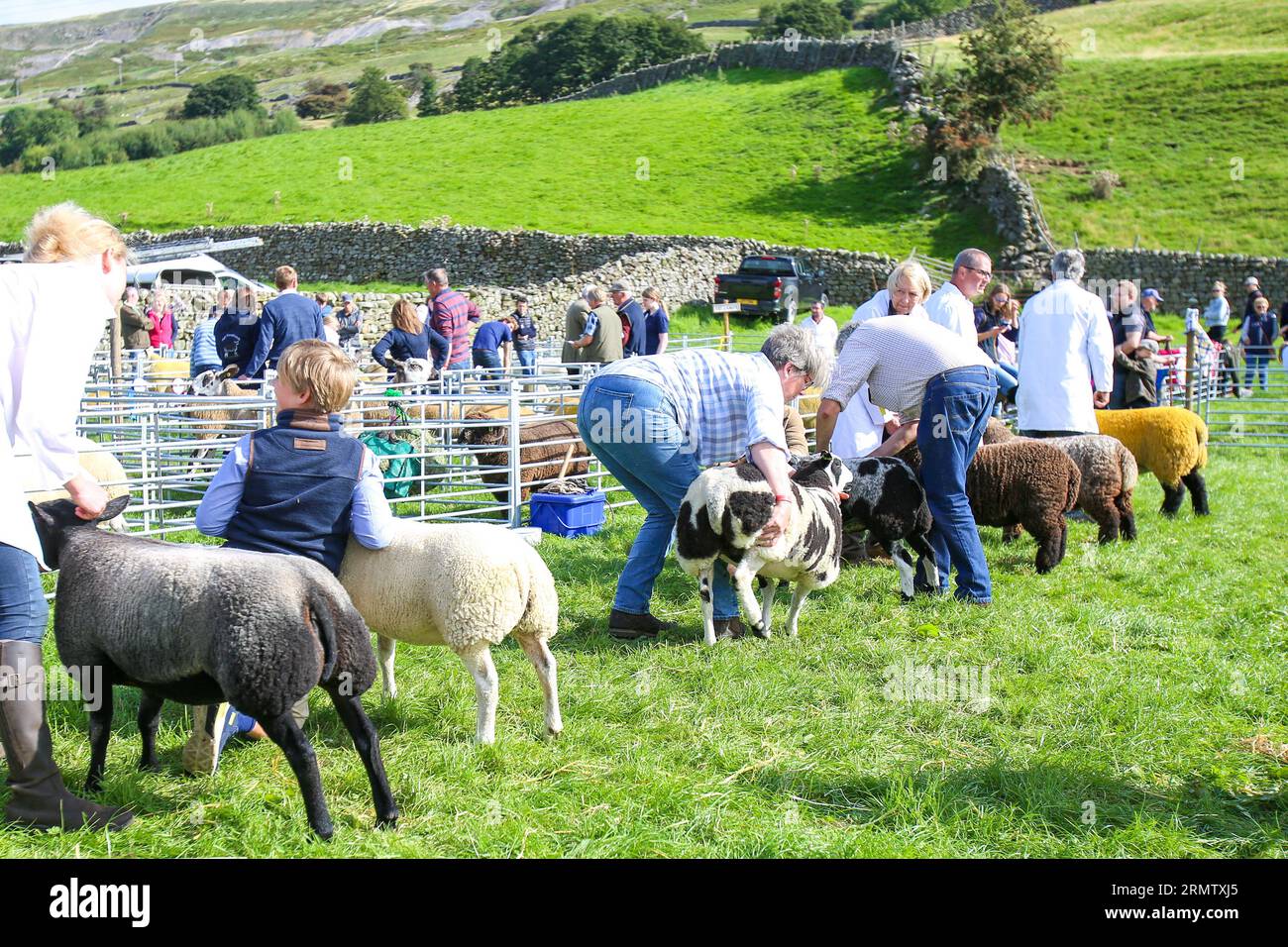 Mixed sheep class hi-res stock photography and images - Alamy