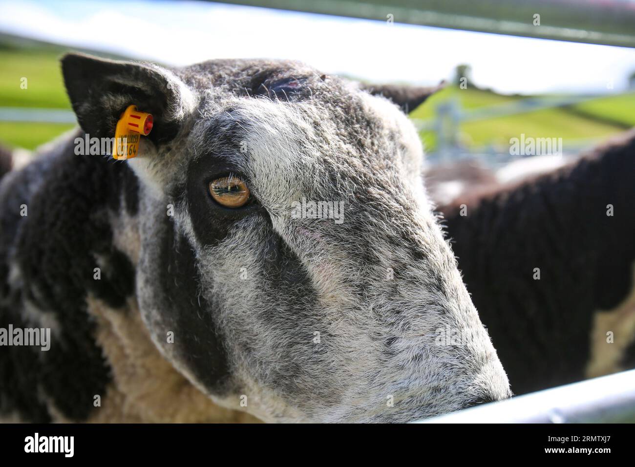 Reeth Show 2023, North Yorkshire Stock Photo - Alamy