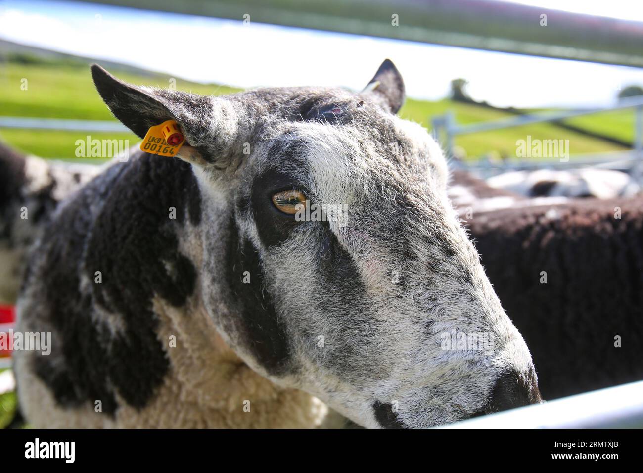 Reeth Show 2023, North Yorkshire Stock Photo - Alamy