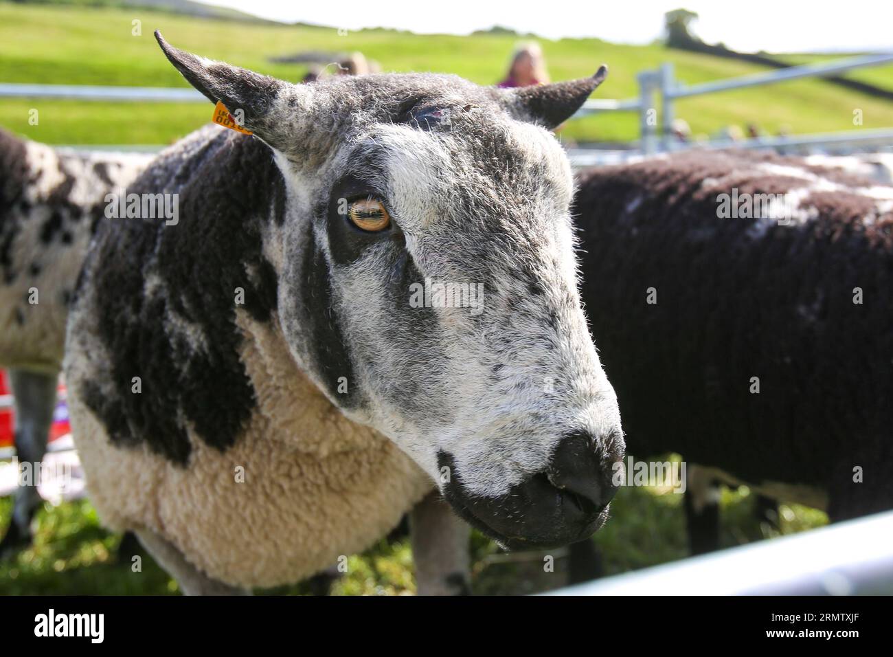 Reeth Show 2023, North Yorkshire Stock Photo - Alamy